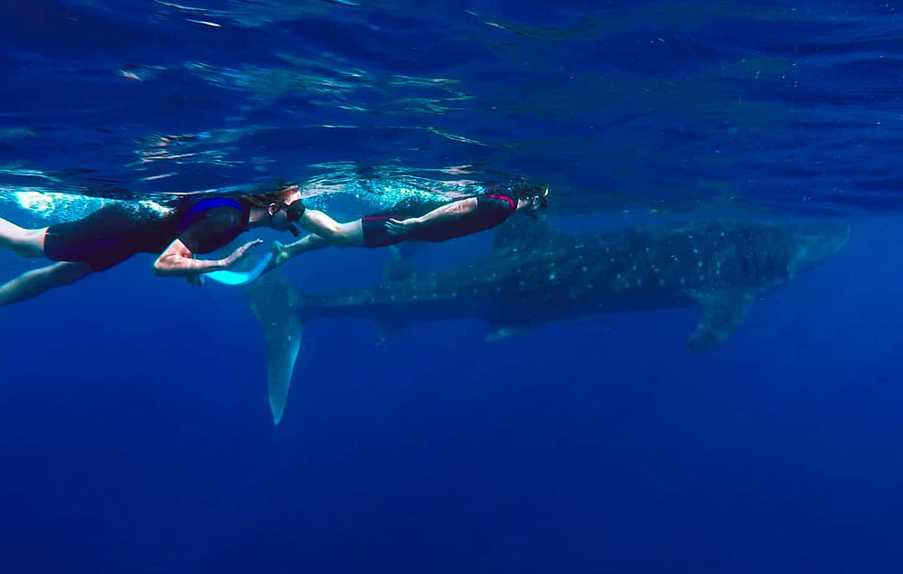 Whale Shark Tour Cancun - Frogman Diving Cancun