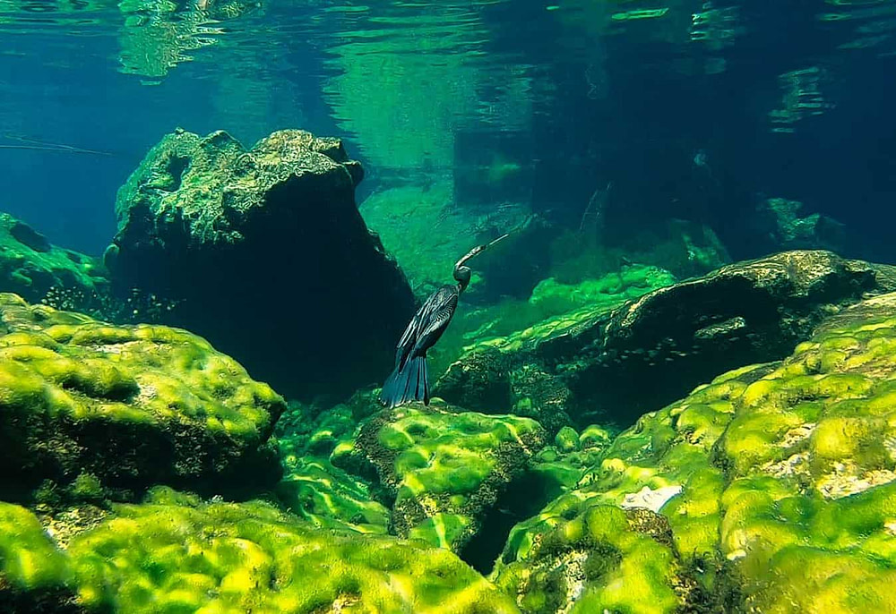 cenote snorkeling, best way to explore the amazing Mayan sinkholes